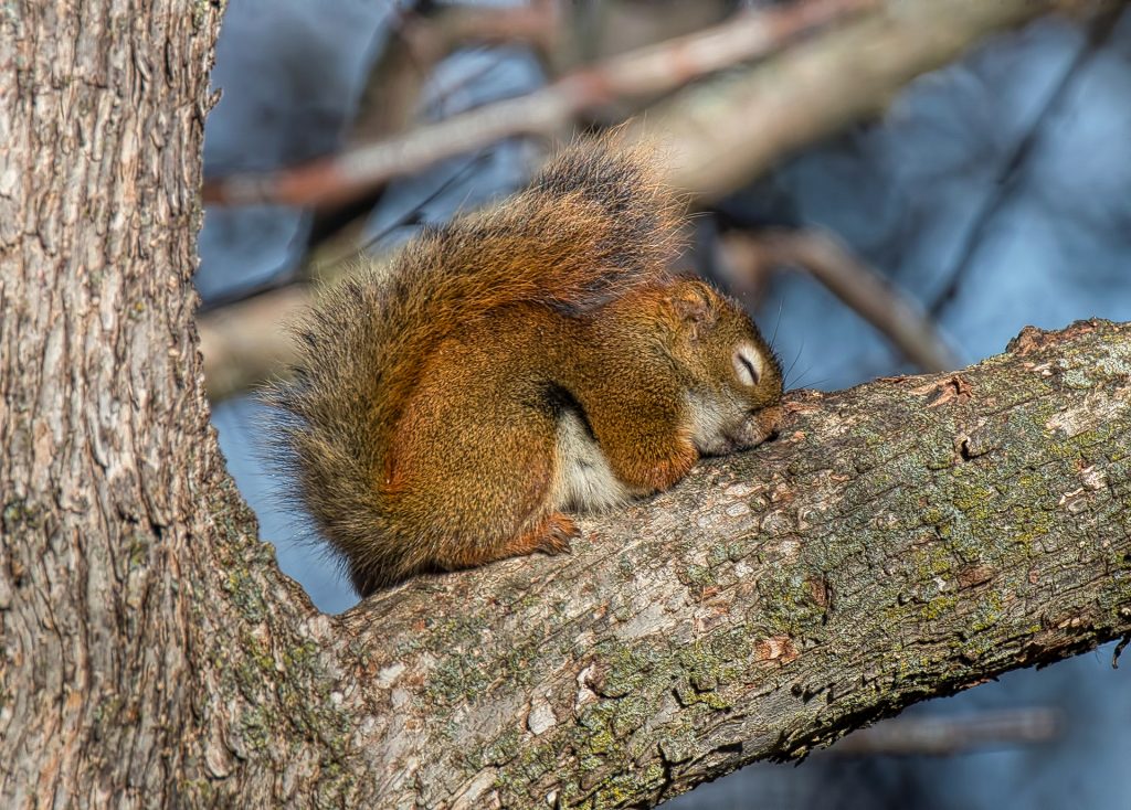 Keeping Cozy in Winter: Squirrel Dreys - Royal Botanical Gardens