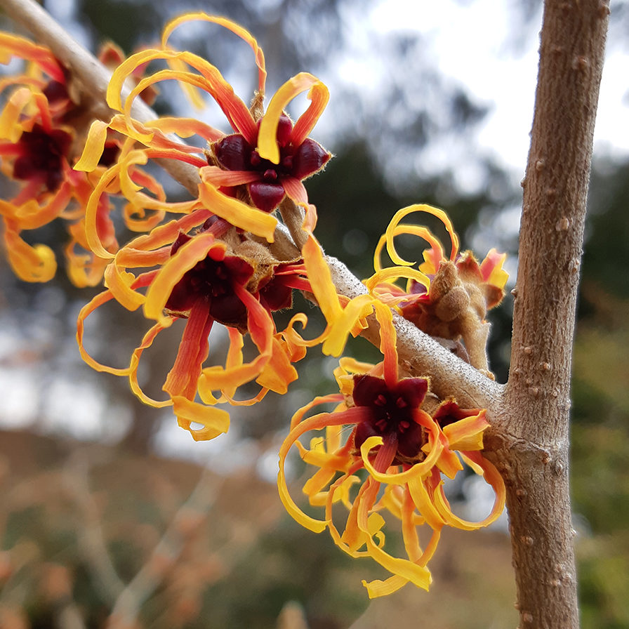 What's In Bloom - Horticultural Collections - Royal Botanical Gardens